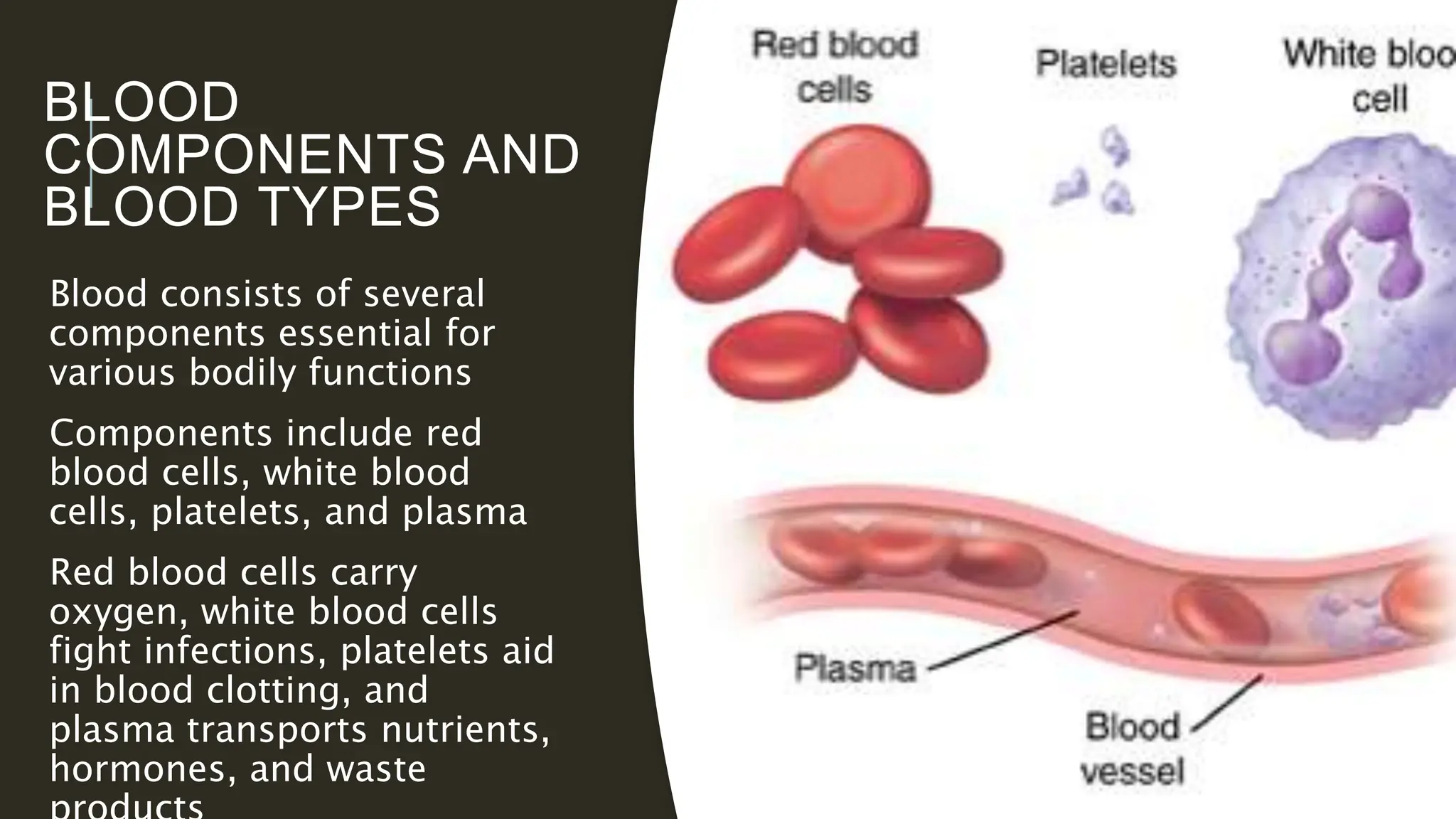 circulatory system in dog and how the circulatory system and its ...