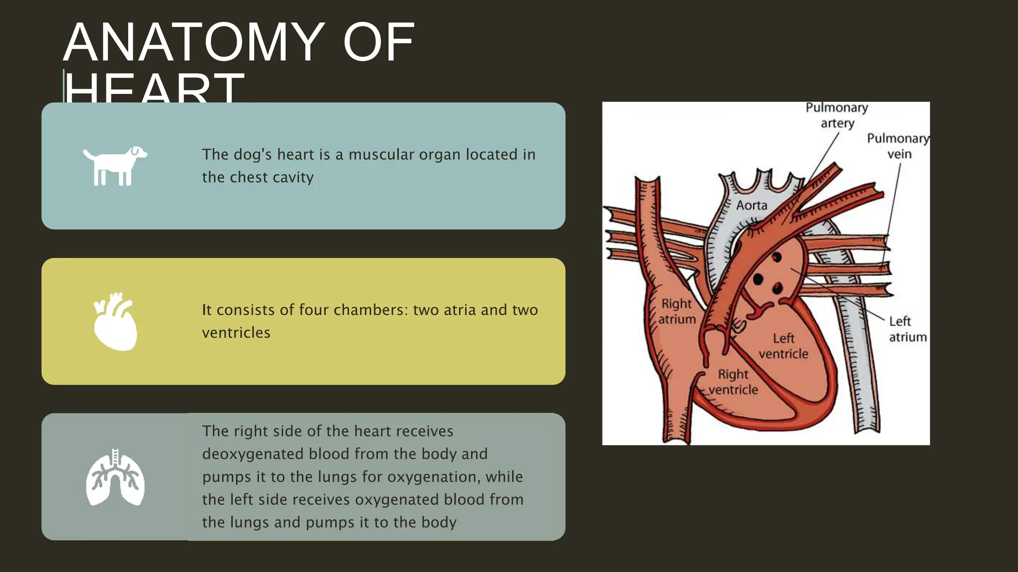 circulatory system in dog and how the circulatory system and its ...