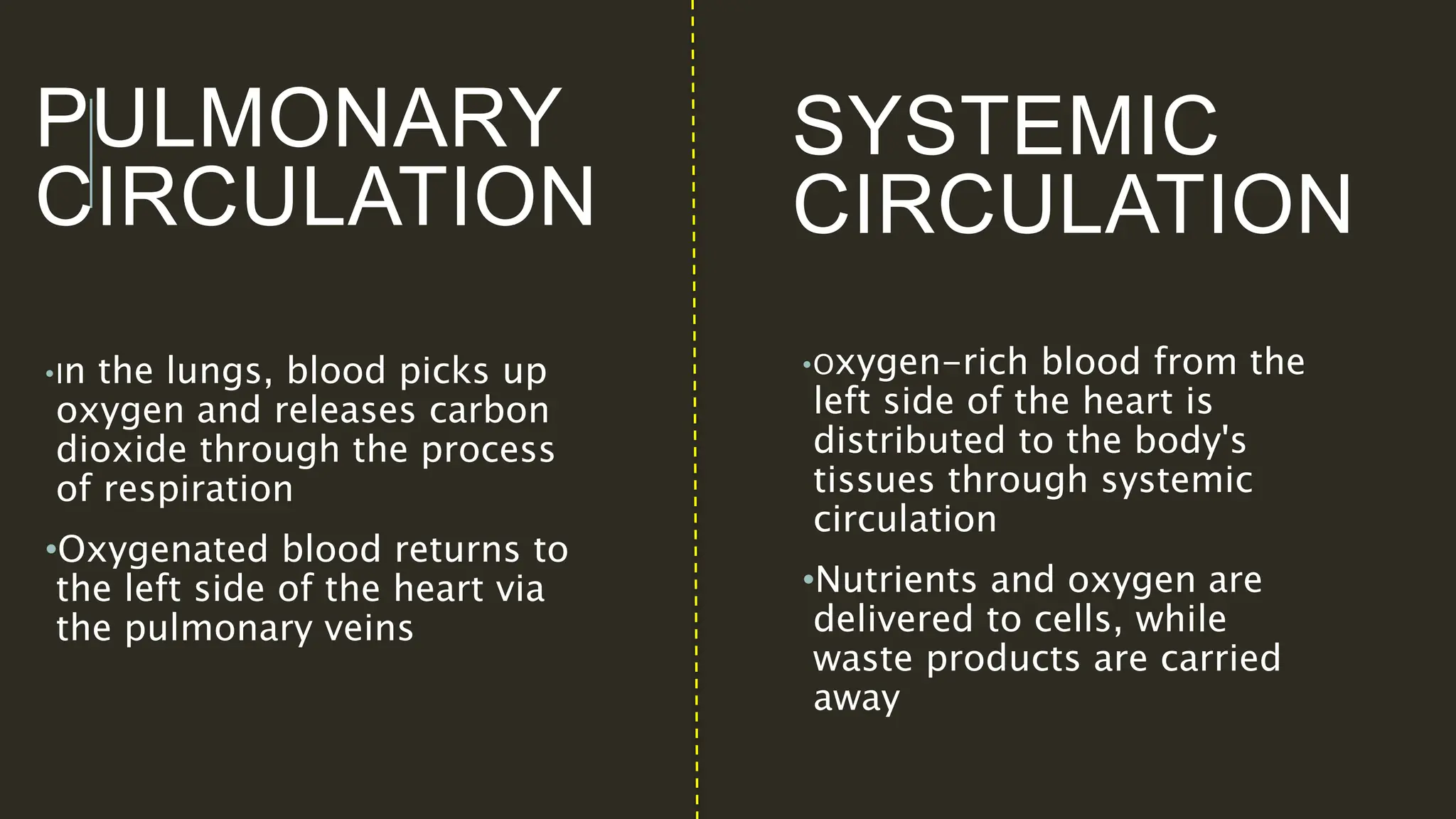 circulatory system in dog and how the circulatory system and its ...