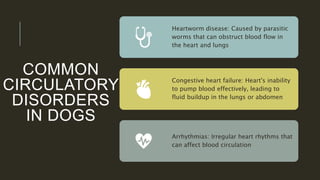 circulatory system in dog and how the circulatory system and its ...