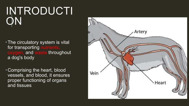 circulatory system in dog and how the circulatory system and its ...