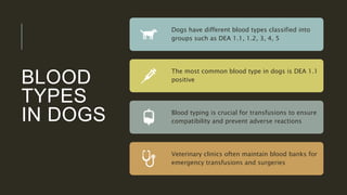 circulatory system in dog and how the circulatory system and its ...