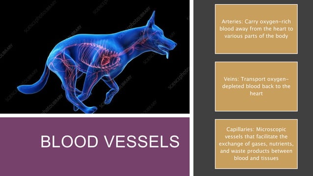 circulatory system in dog and how the circulatory system and its ...