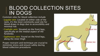 circulatory system in dog and how the circulatory system and its ...