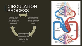 circulatory system in dog and how the circulatory system and its ...
