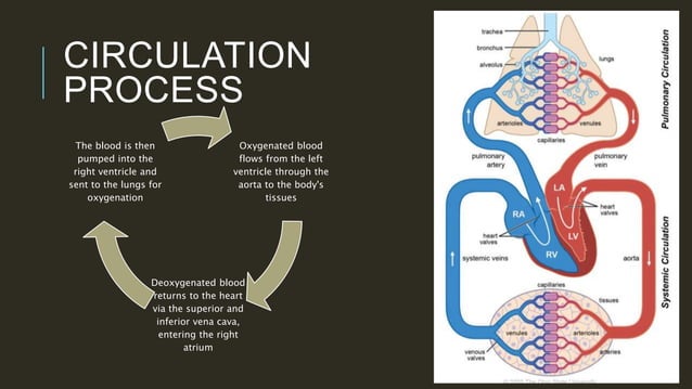 circulatory system in dog and how the circulatory system and its ...