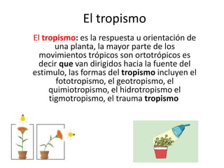 circumnutacion.pptx