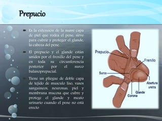 Circuncisión Pptx