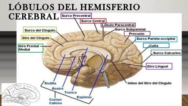 Circunvoluciones