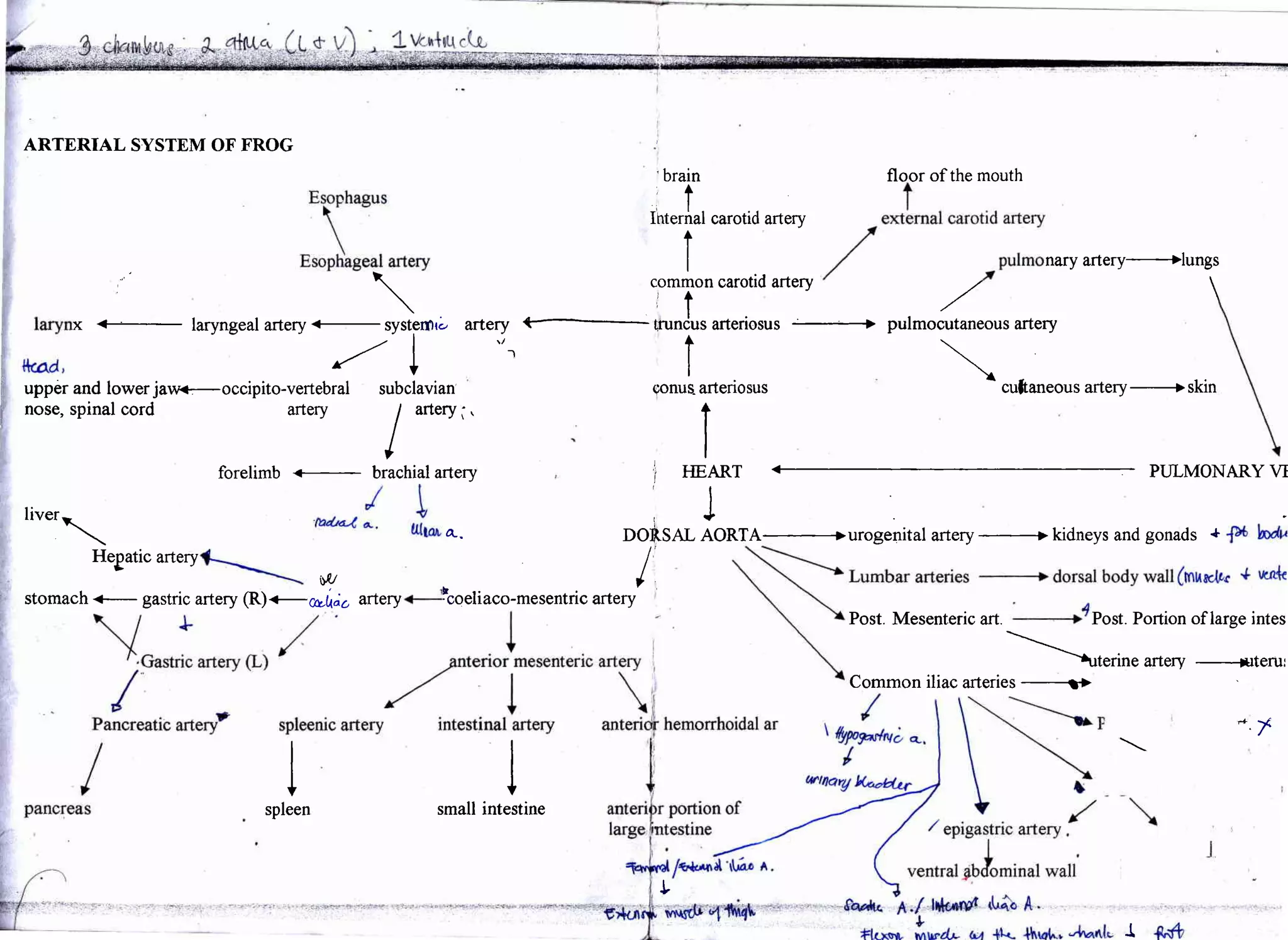 Circulatory pathway in Human | PDF