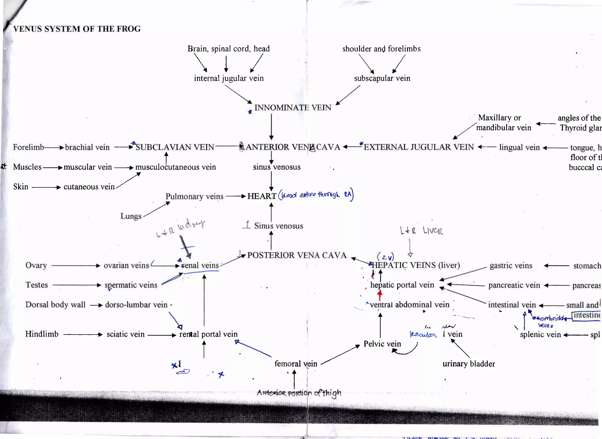 Circulatory pathway in Human | PDF