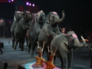 circus-flash-cards | PDF