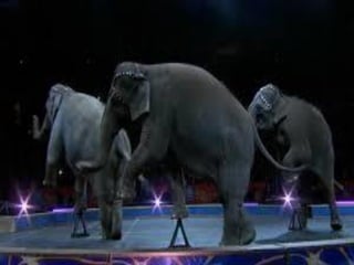 circus-flash-cards | PDF
