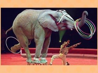 Circus acts | PDF