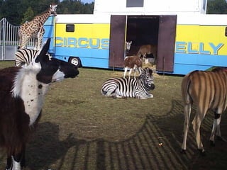 Circus in town | PPT