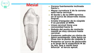 CLASES DE ANATOMIA Y MUSCULOS EN FORMATO PDF | PDF