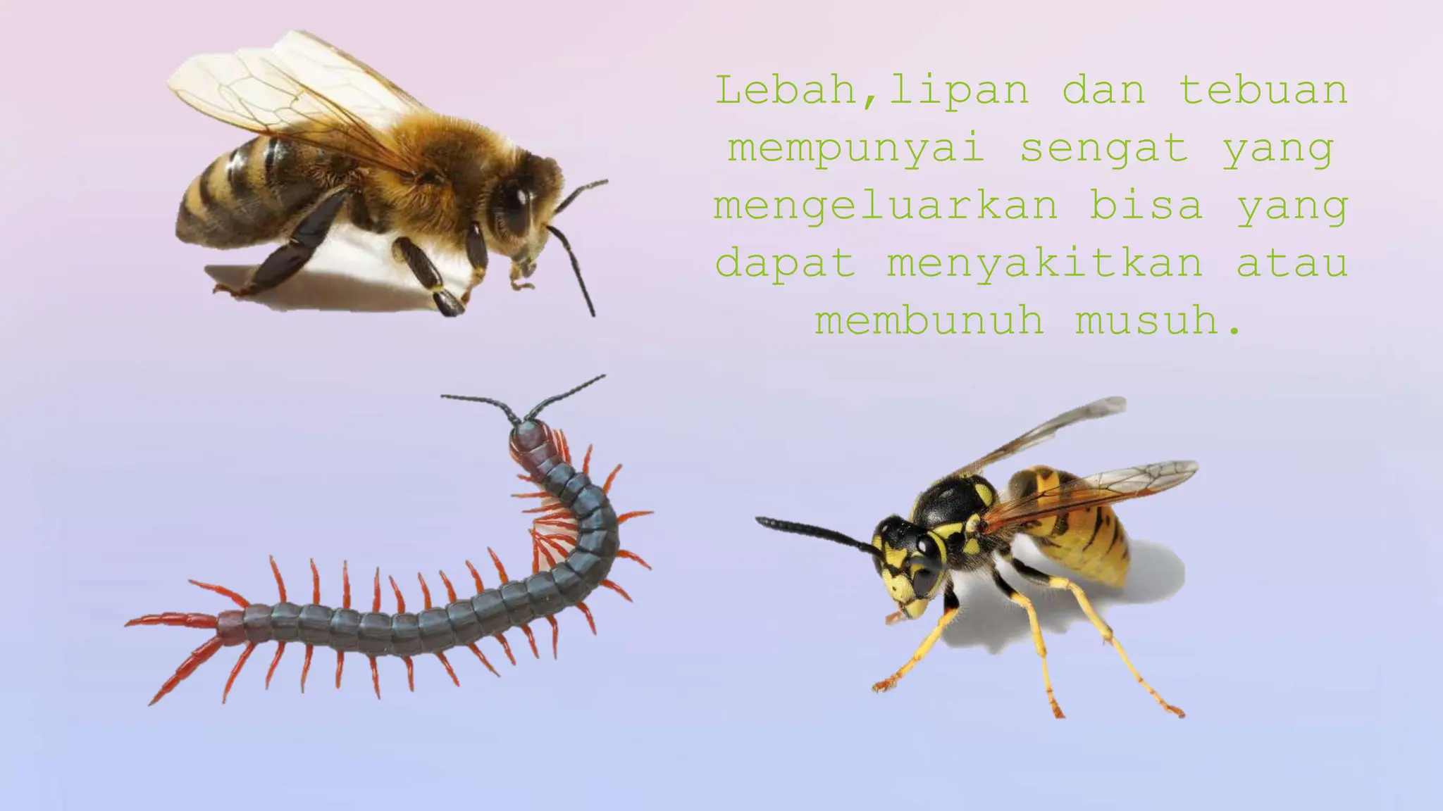 CIRI-CIRI KHAS HAIWAN MELINDUNGI DIRI DARIPADA MUSUH.pptx