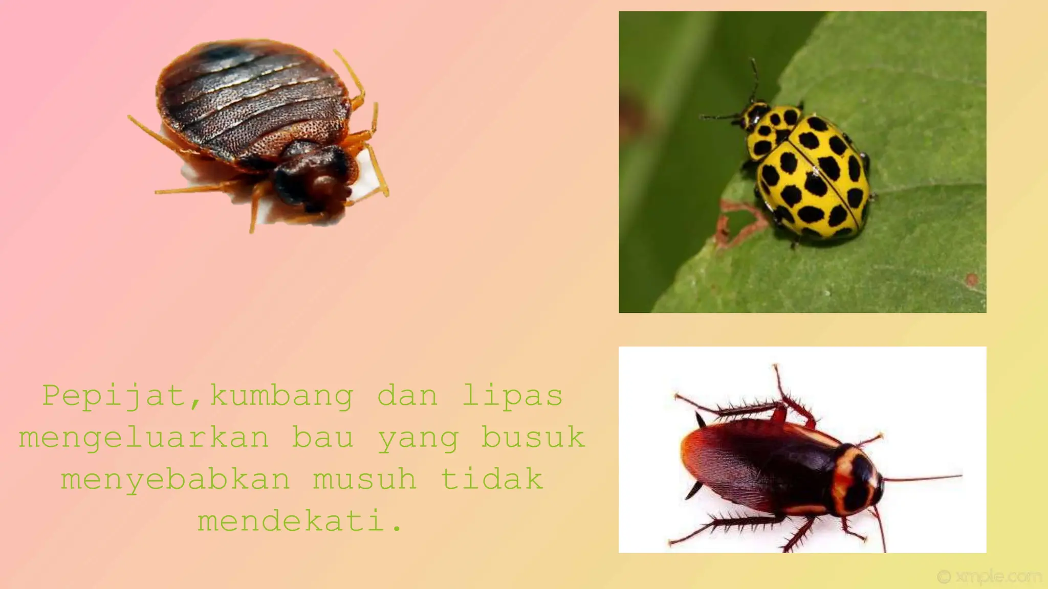 CIRI-CIRI KHAS HAIWAN MELINDUNGI DIRI DARIPADA MUSUH.pptx