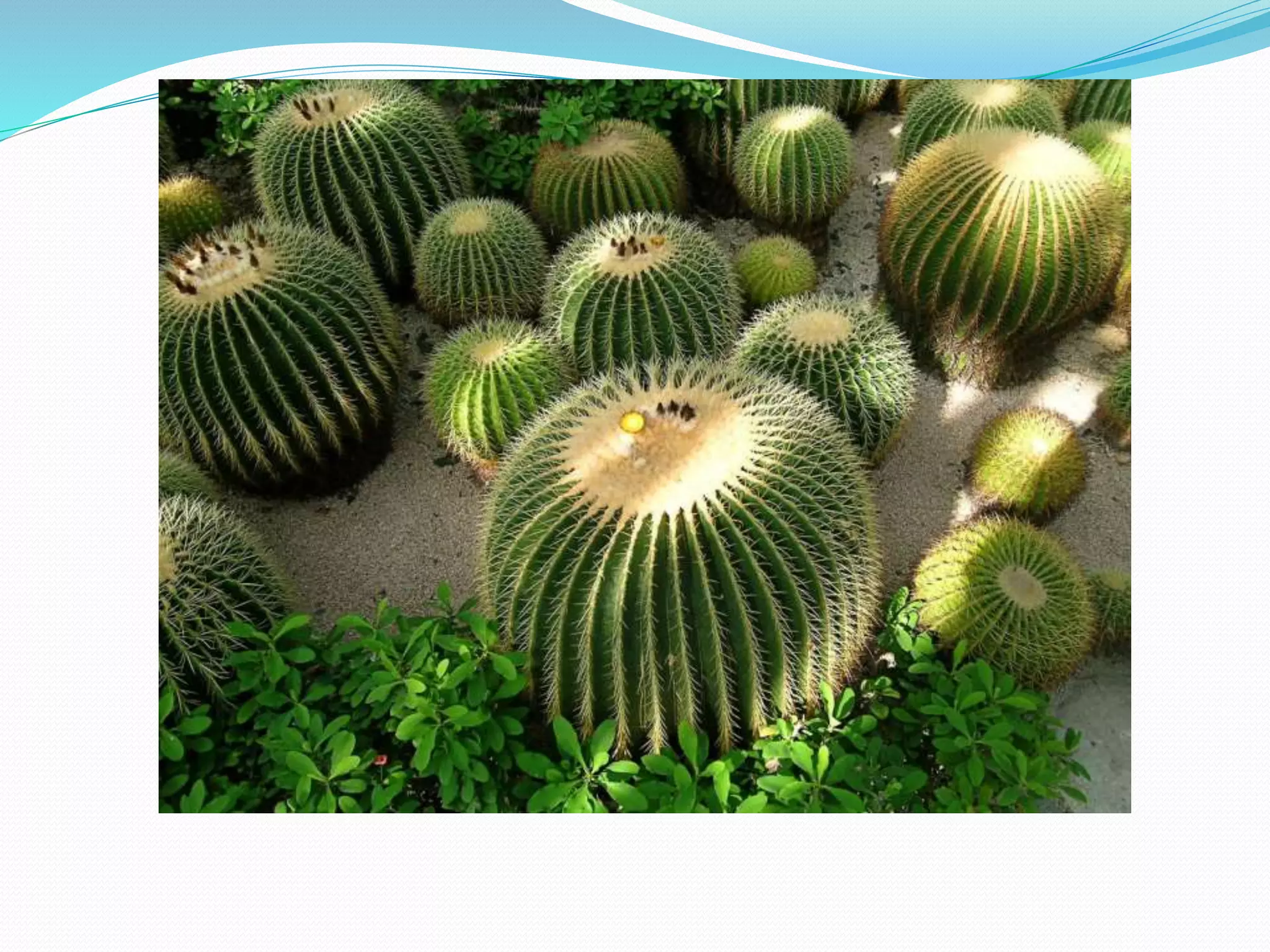 Ciri ciri khusus tumbuhan | PPTX