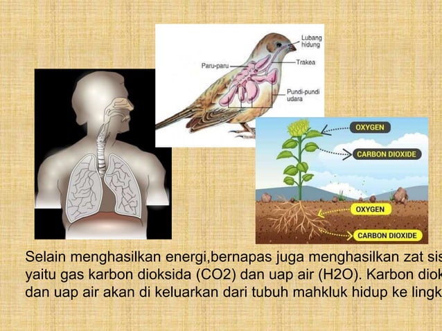 Ciri ciri makhluk hidup | PPTX