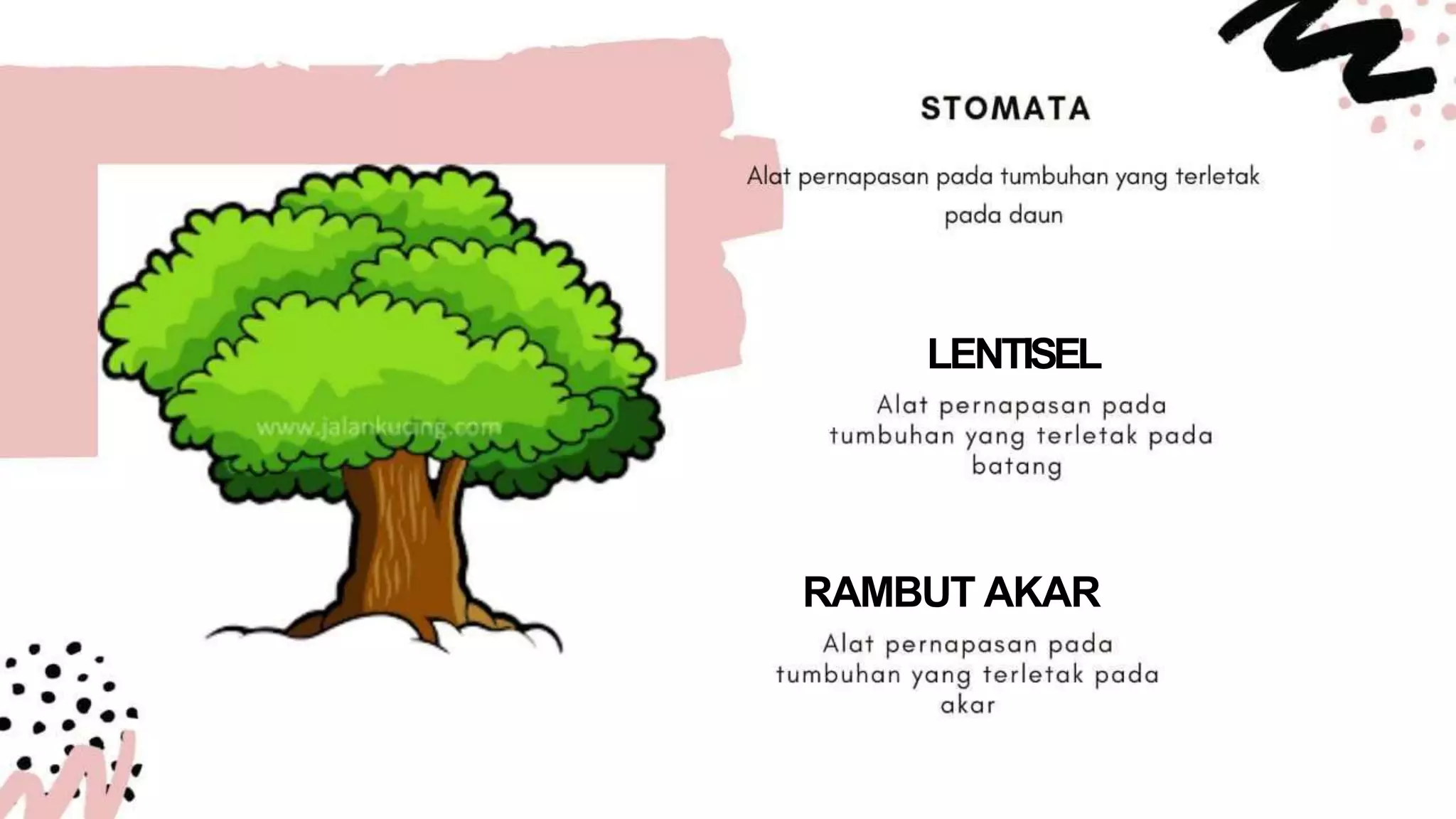 CIRI CIRI MAKHLUK HIDUP.pptx