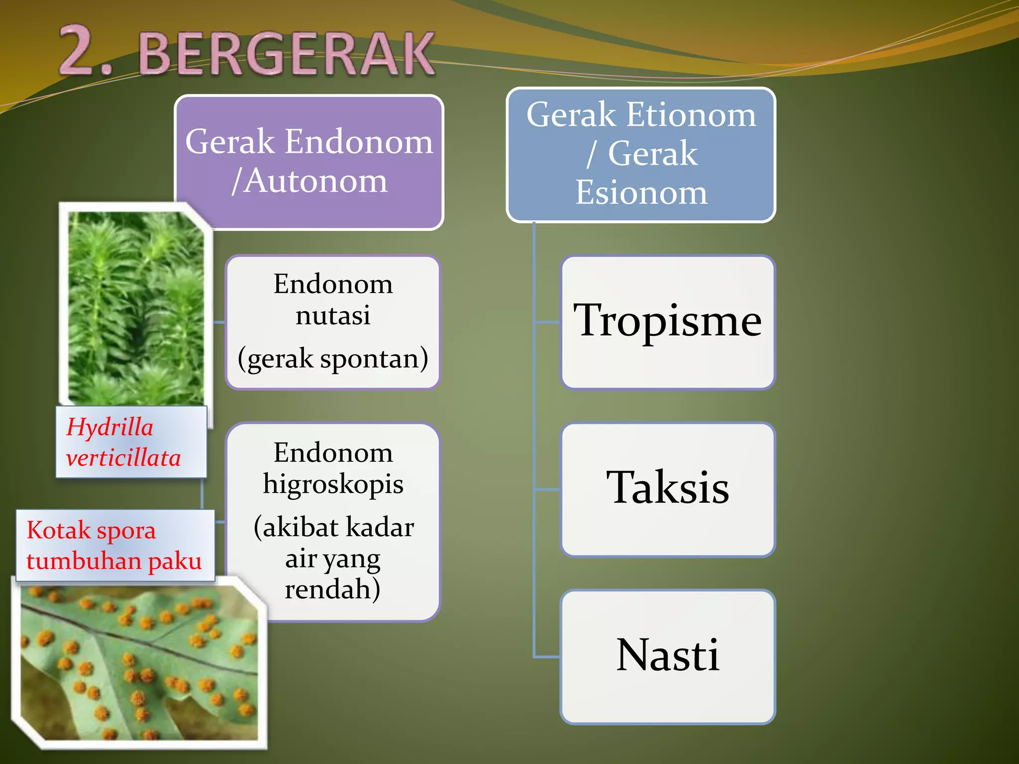 Ciri – ciri umum tumbuhan | PPTX
