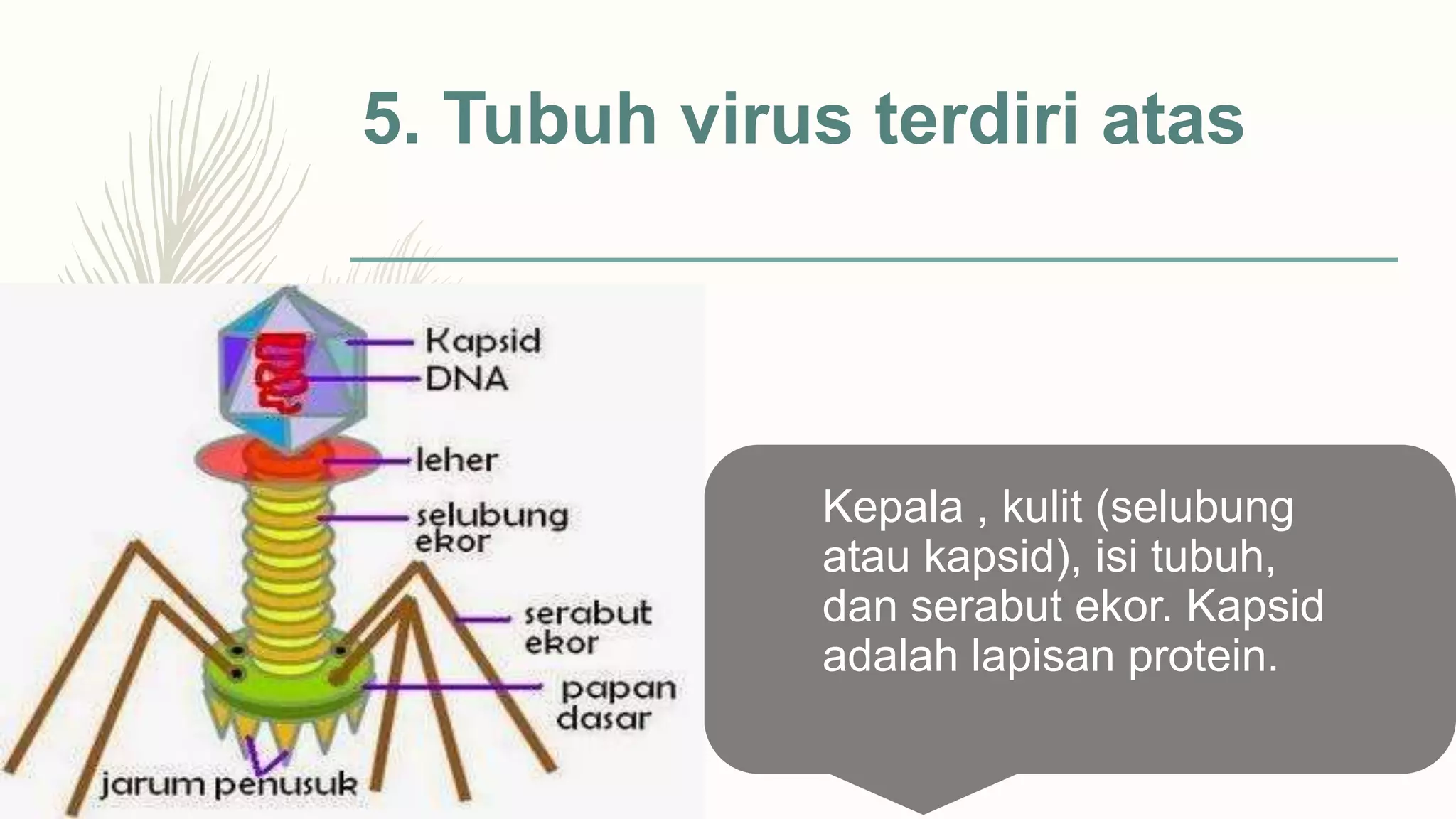 Ciri Ciri Virus | PPTX