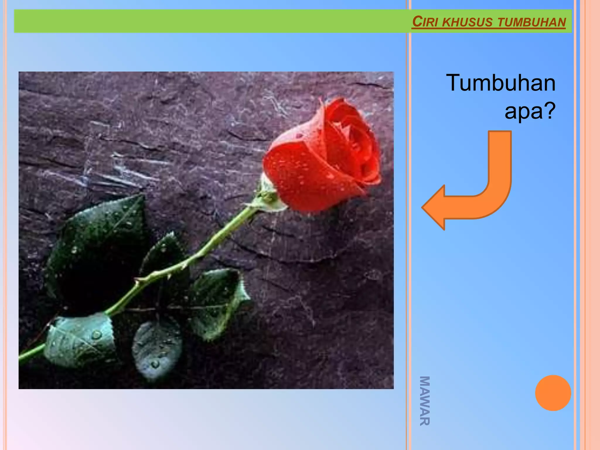 Ciri khusus pada tumbuhan 2010 | PPT