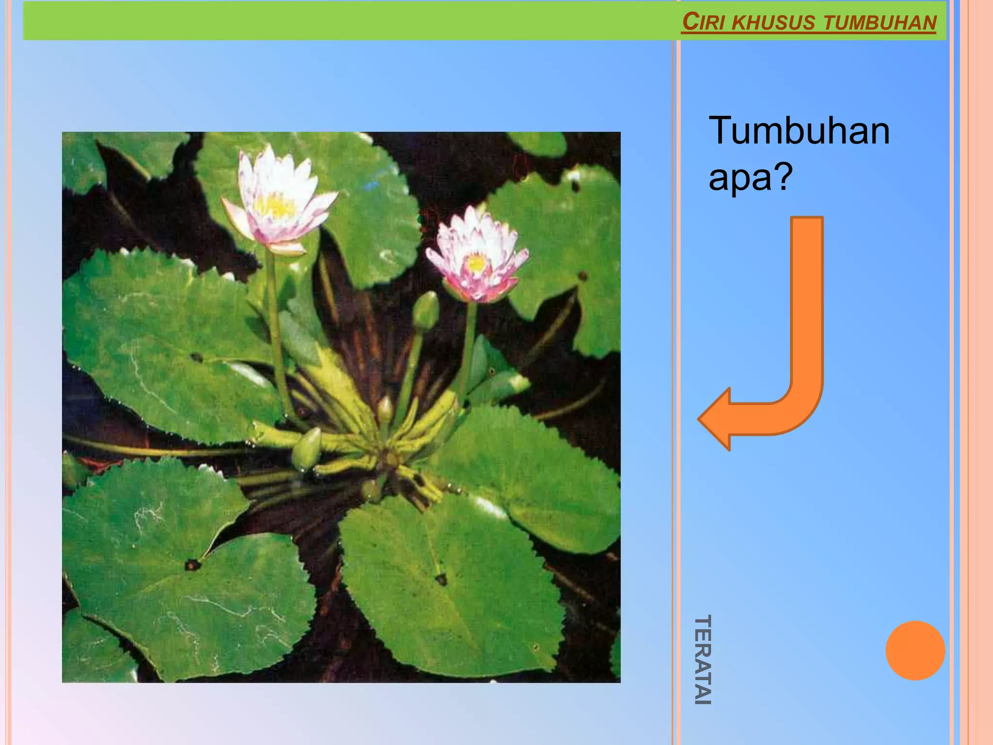 Ciri khusus pada tumbuhan 2010 | PPT