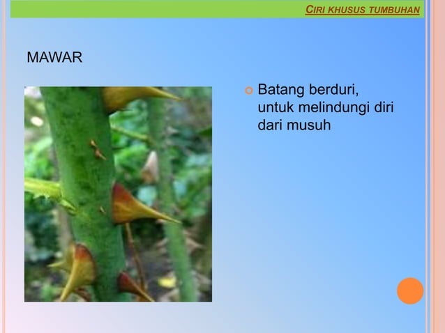 Ciri khusus pada tumbuhan 2010 | PPT