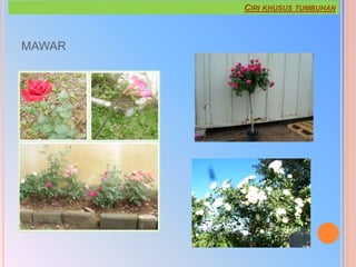 Ciri khusus pada tumbuhan 2010 | PPT