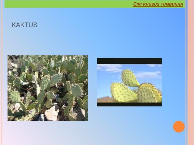 Ciri khusus pada tumbuhan 2010 | PPT