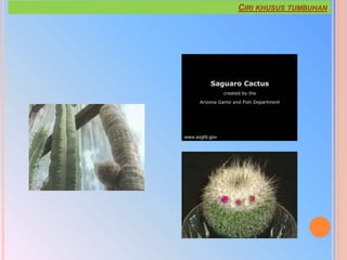 Ciri khusus pada tumbuhan 2010 | PPT