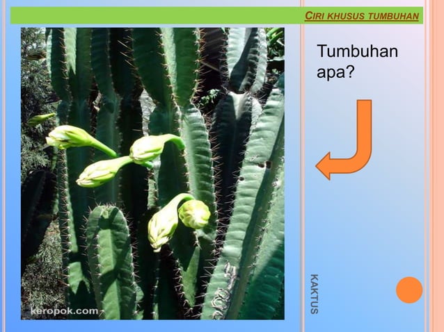 Ciri khusus pada tumbuhan 2010 | PPT