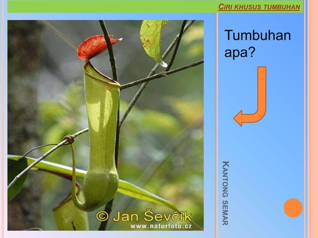 Ciri khusus pada tumbuhan 2010 | PPT