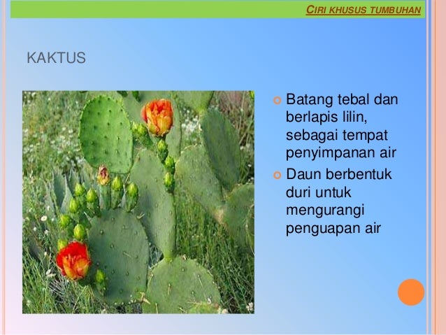 Ciri khusus pada tumbuhan 2010