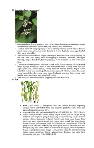 Ciri khusus tumbuhan sd | PDF