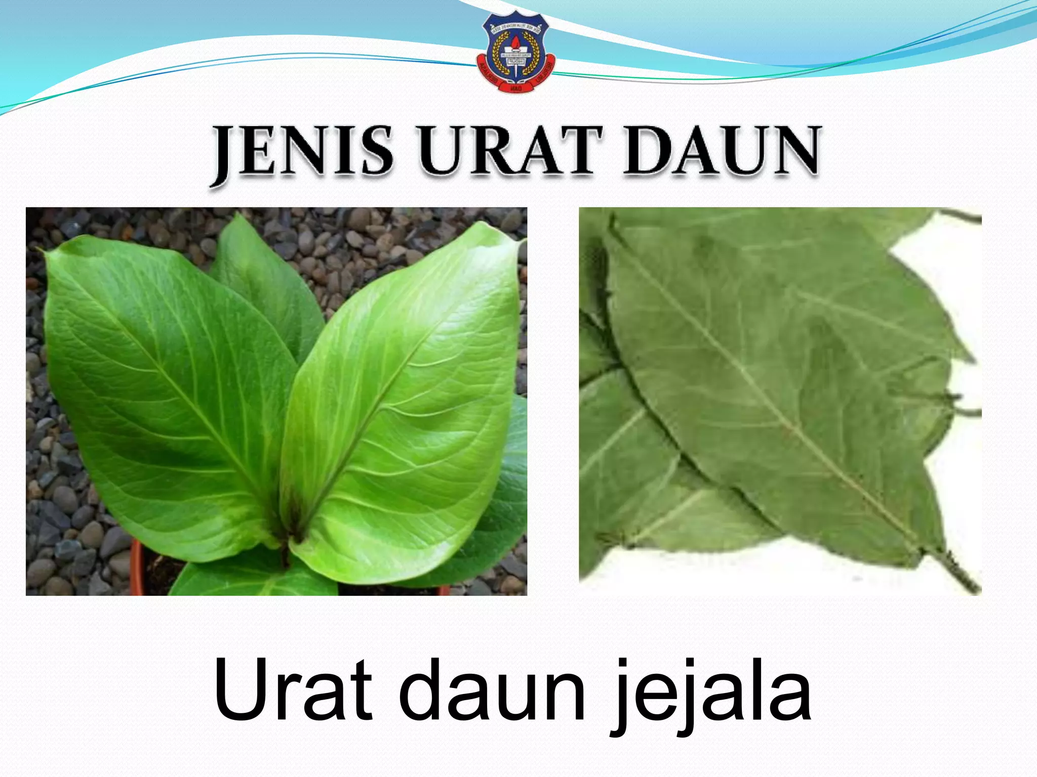 Ciri luaran tumbuhan | PPTX