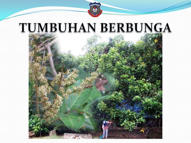 Ciri luaran tumbuhan | PPTX