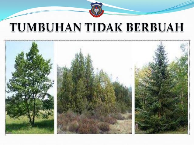 Ciri luaran tumbuhan | PPTX