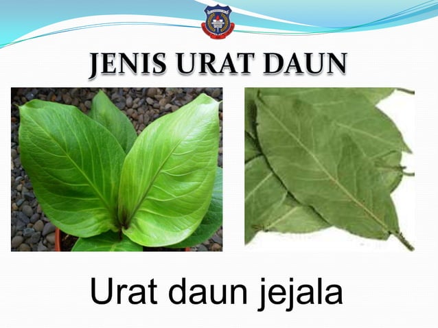 Ciri luaran tumbuhan | PPTX