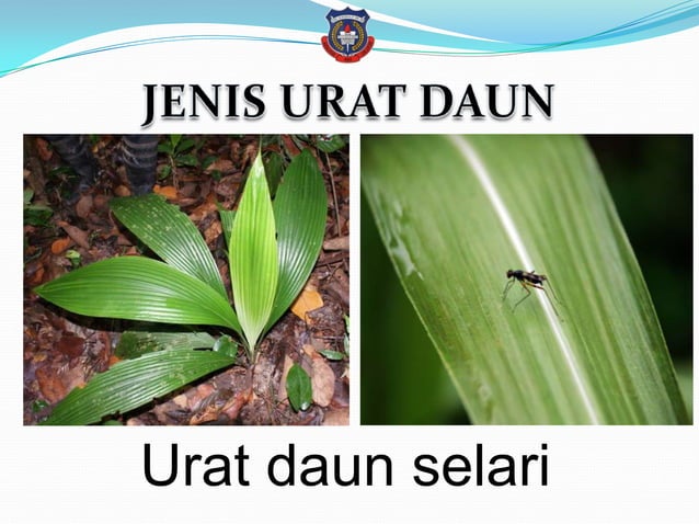 Ciri luaran tumbuhan | PPTX