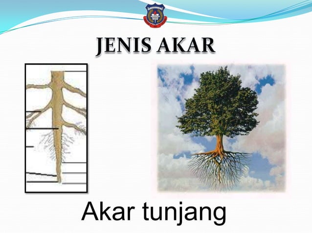 Ciri luaran tumbuhan | PPTX