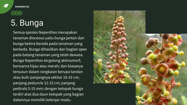 Ciri & Sifat Kantong Semar_ Anita Rasuna Sari Siregar.pdf