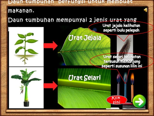 Ciri tumbuhan | PPT