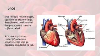 Cirkulatorni sistem | PPTX