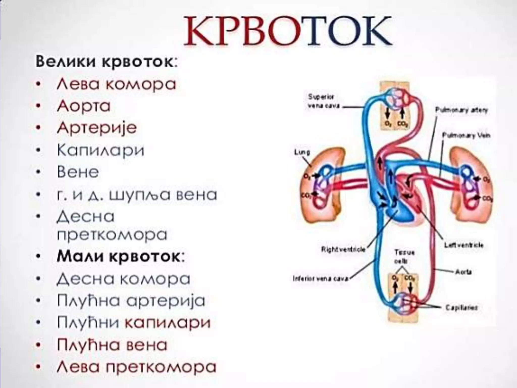 Cirkulatorni sistem srce, krvi sudovi, limfni sudovi | PPT
