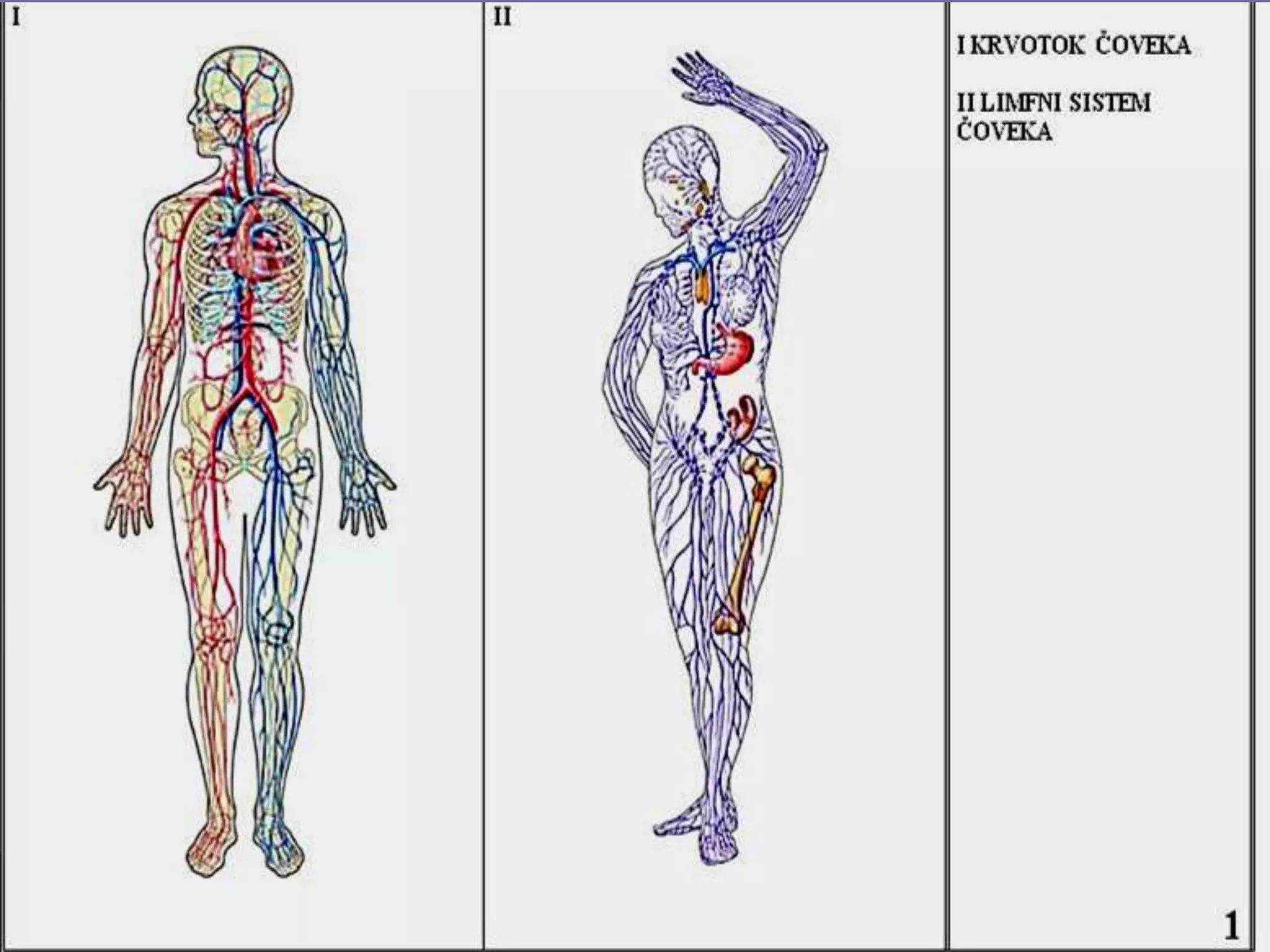 Cirkulatorni sistem srce, krvi sudovi, limfni sudovi | PPT