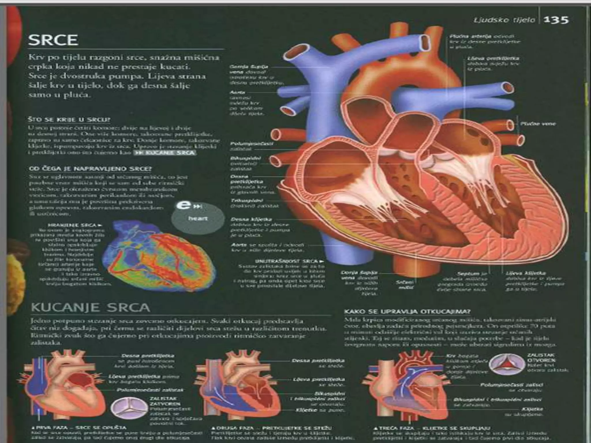 Cirkulatorni sistem srce, krvi sudovi, limfni sudovi | PPT