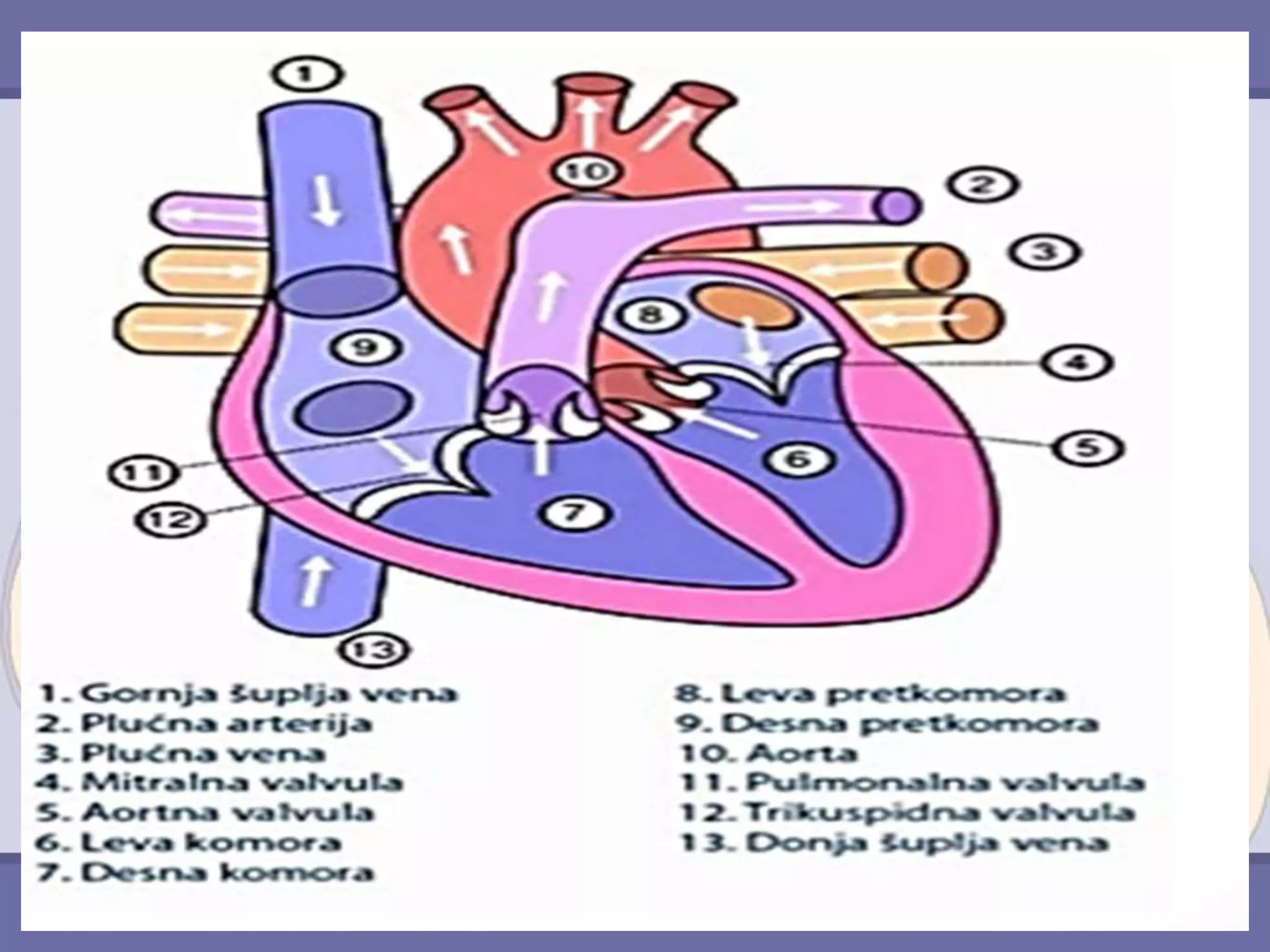 Cirkulatorni sistem srce, krvi sudovi, limfni sudovi | PPT